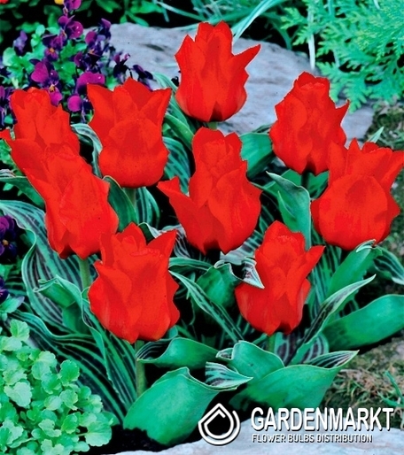 Tulipan Niski Greiga Red Riding Hood 5 szt. - Gardenmarkt.pl