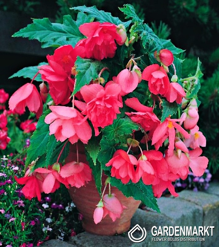 Begonia Zwisająca Różowa 1 szt. - Gardenmarkt.pl Begonia Zwisająca Różowa 1 szt. - Gardenmarkt.pl