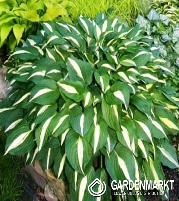 Hosta - Funkia White Bikini 1 szt. - Gardenmarkt.pl