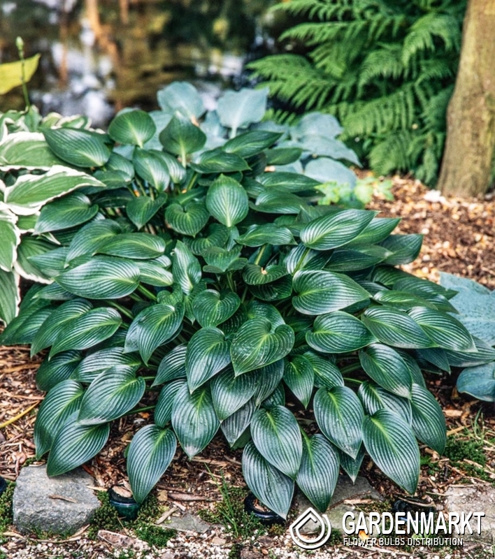 Hosta - Funkia Devon Green 1 szt. - Gardenmarkt.pl