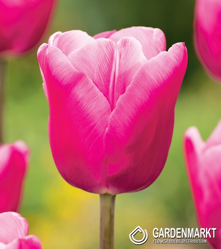Tulipan Gigantyczny Jumbo Pink 5 szt. - Gardenmarkt.pl